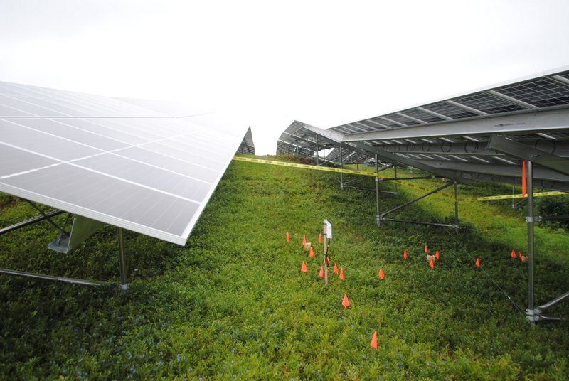 Utility-Scale Solar Project of the Year: Rockport Maces Pond | Solar ...