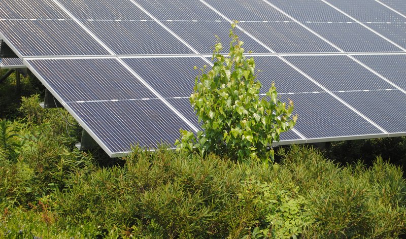 Utility-Scale Solar Project of the Year: Rockport Maces Pond | Solar ...