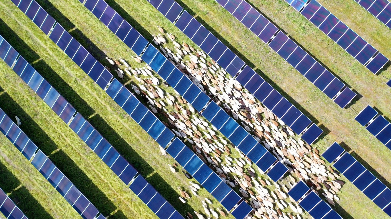 Meta and Silicon Ranch collaborate on 7 new solar projects in Georgia ...