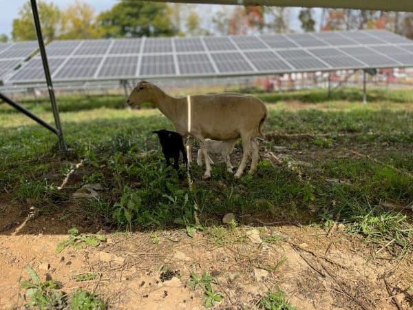 Agrivoltaics enables solar on challenging terrain in Virginia | Solar ...